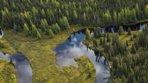 World Boreal Forests - Largest Biome Taiga