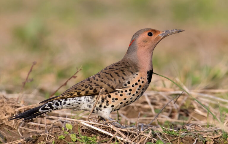 Colaptes Auratus - Northern Flicker