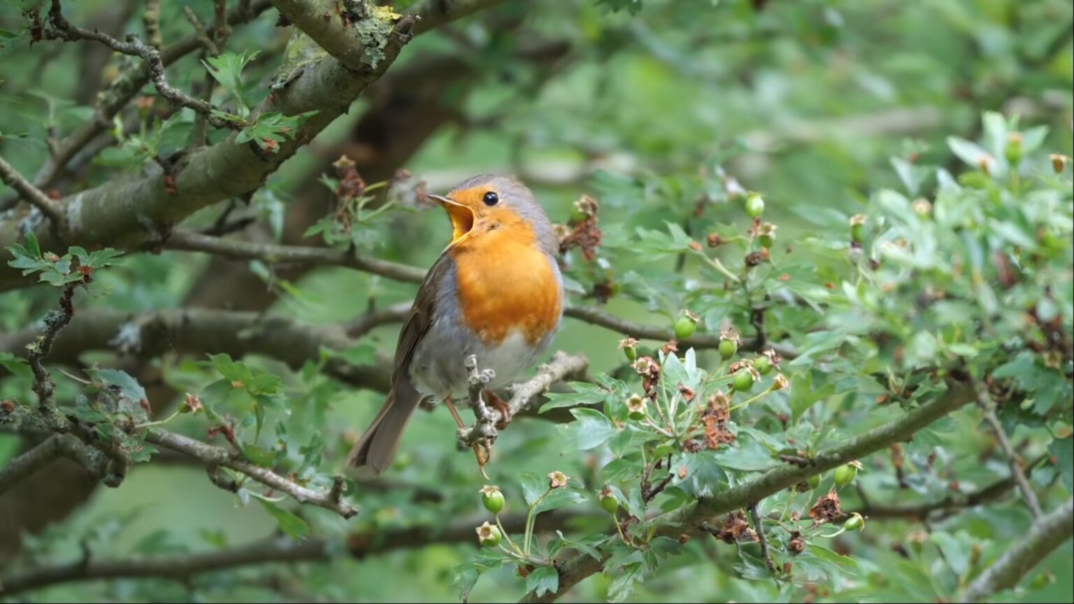 Northwestern Ontario Forest - Virtual Zoo: Common Bird Species