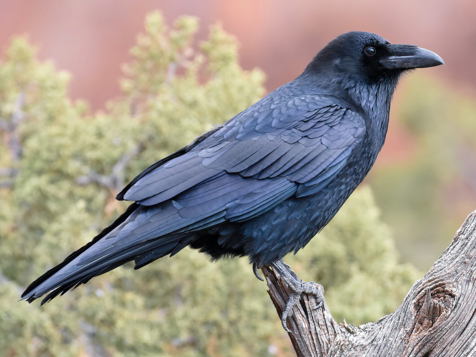 Corvus Corax - Common Raven