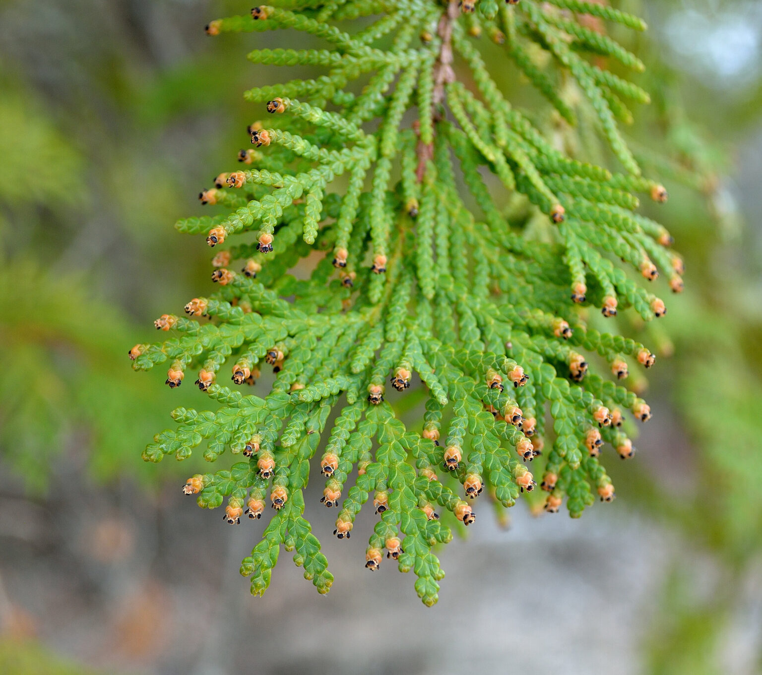 Thuja Occidentalis - Eastern White Cedar Cupressaceae (Cypress Family)