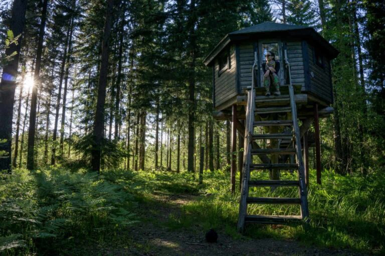 Finland - Forests and Forestry