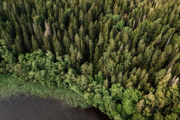 Finland - Forests and Forestry