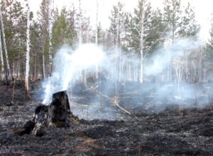 Forest Fire Prevention - What You Need to Know - Boreal Forest