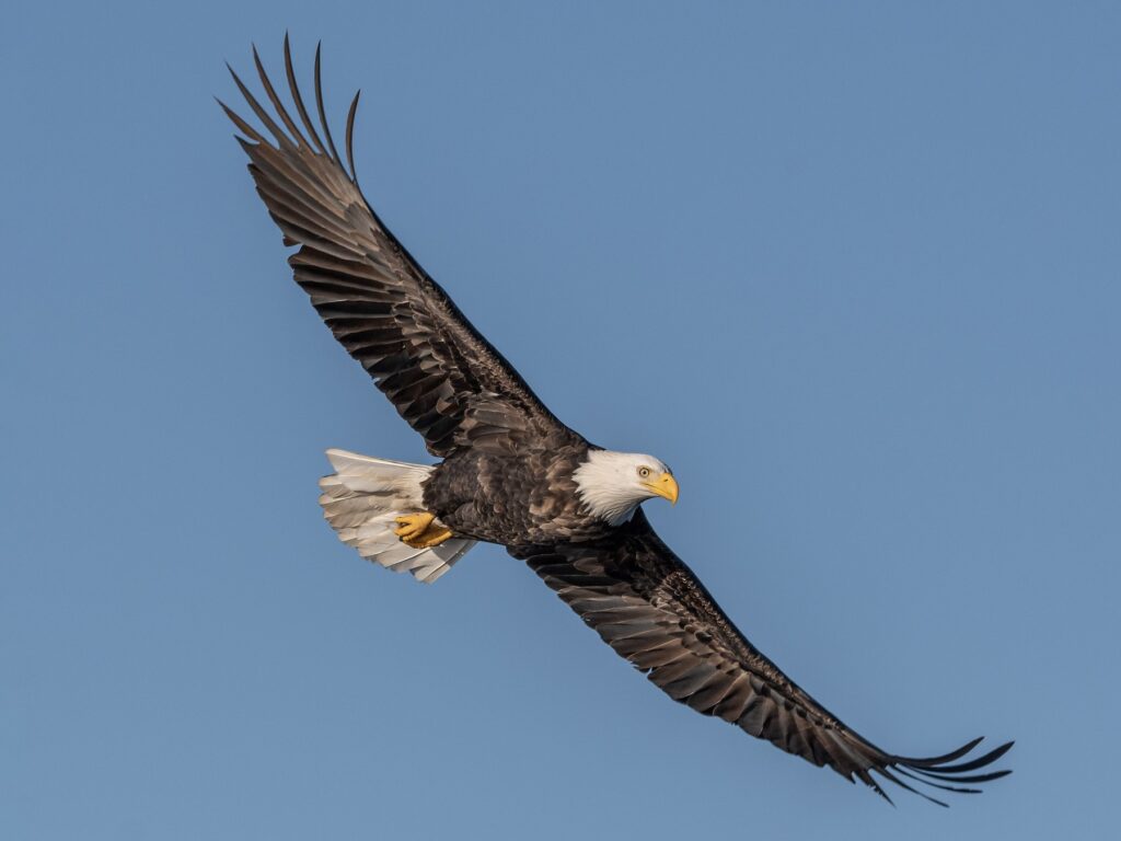 Haliaeetus Leucocephalus - Bald Eagle
