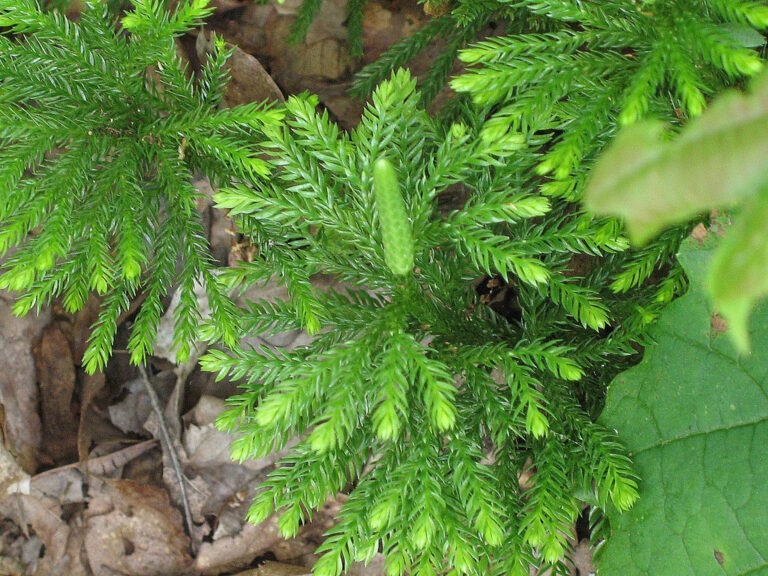 Lycopodium Obscurum - Ground Pine - Lycopodiaceae (Clubmoss Family)