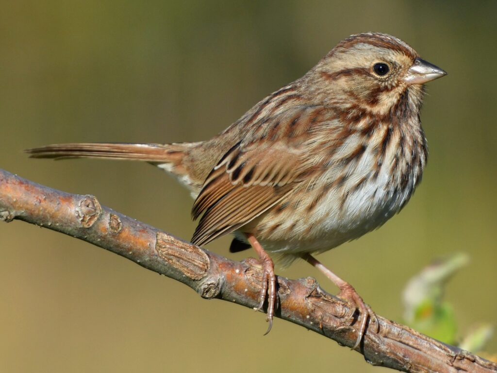 Melospiza Melodia - Song Sparrow