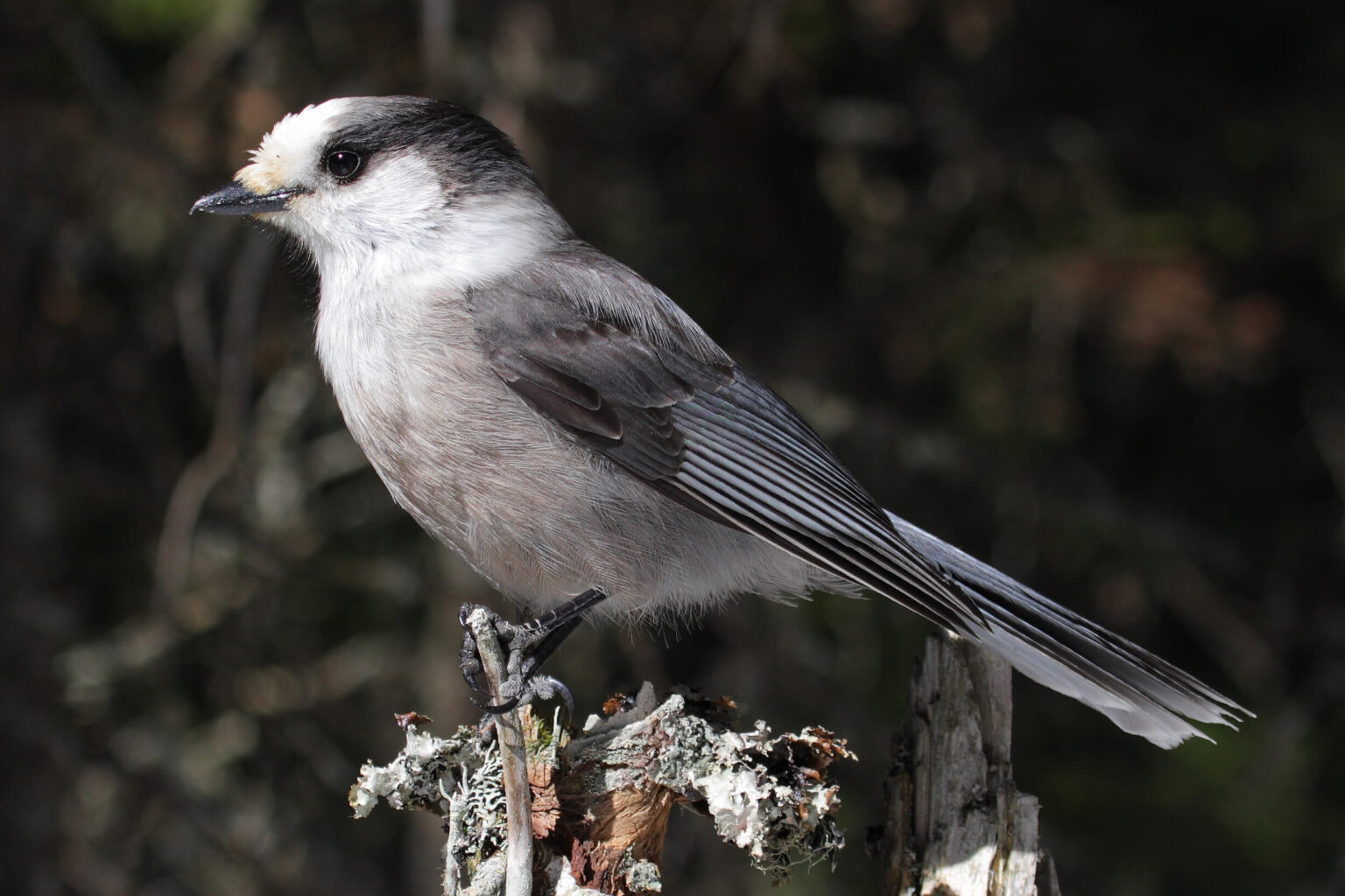 Perisoreus Canadensis - Gray Jay - "Whiskey Jack"