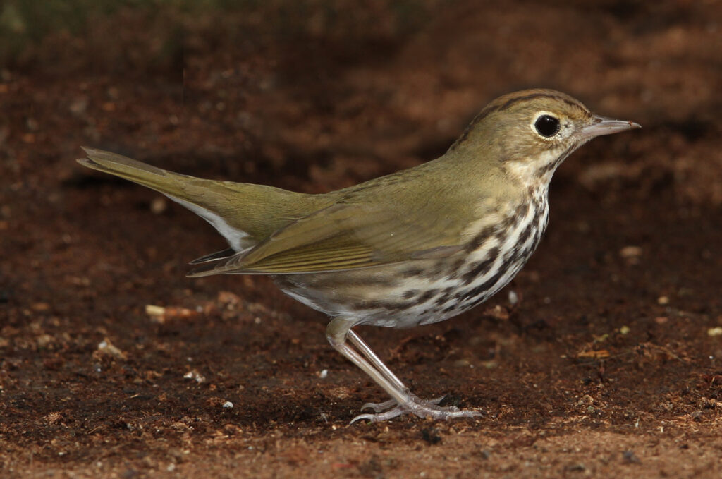 Seirus Aurocapillus - Ovenbird
