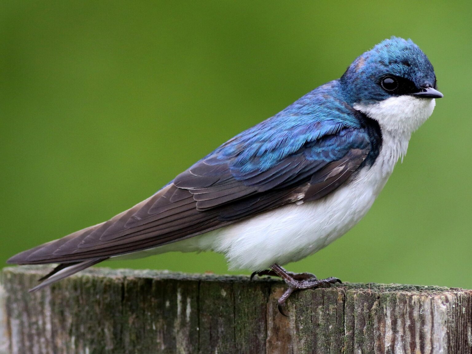 Tuchycineta Bicolor - Tree Swallow