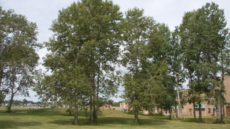 Balsam Poplar - Populus Balsamifera - Boreal Forest