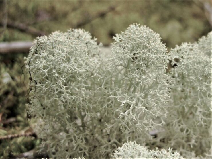 Reindeer Lichens - Cladina - Boreal Forest