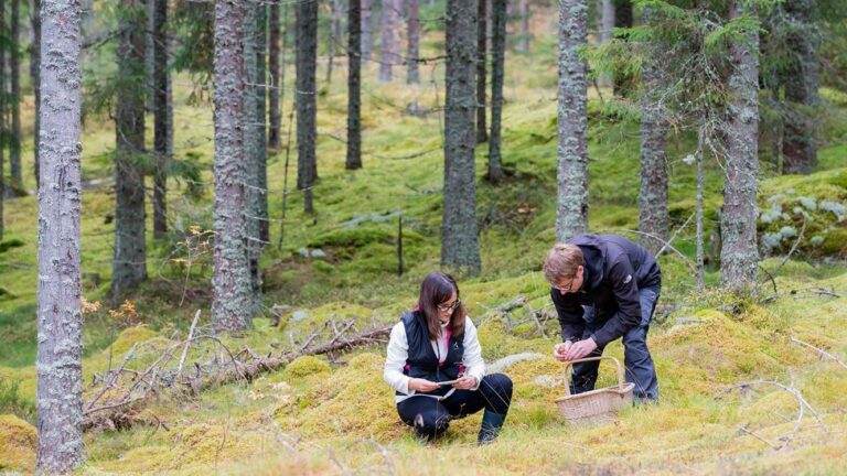Sweden - Forests and Forestry - Boreal Forest