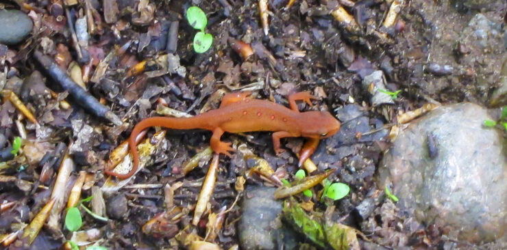Eastern Newt - Notophthalmus Viridescens - Boreal Forest