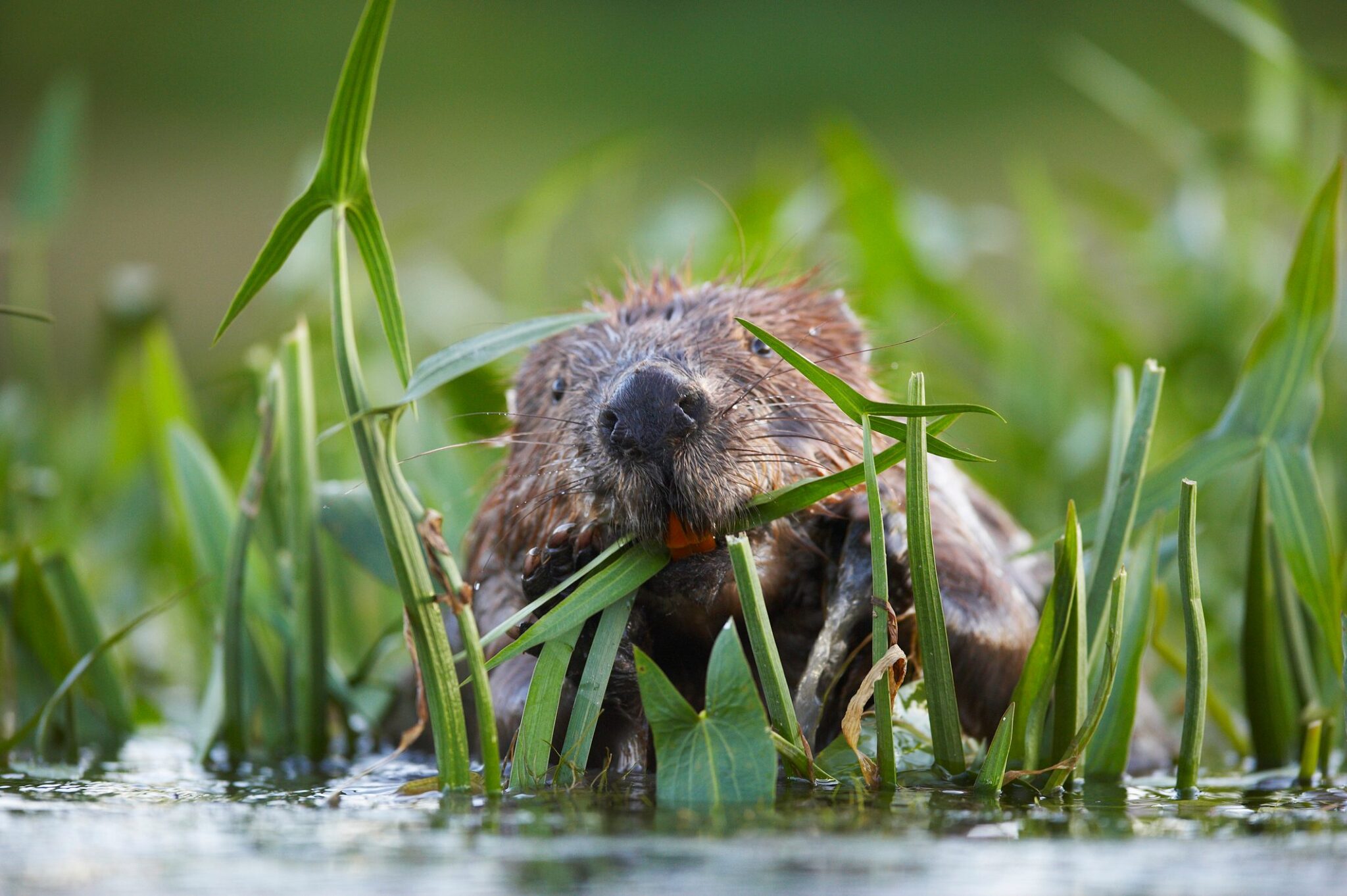 Eurasian Beaver - Castor Fiber - Boreal Forest