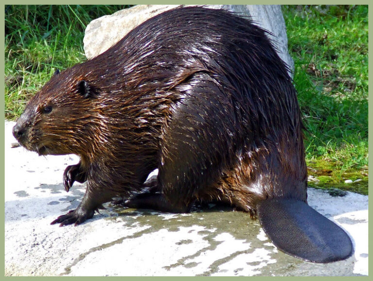Eurasian Beaver - Castor Fiber - Boreal Forest