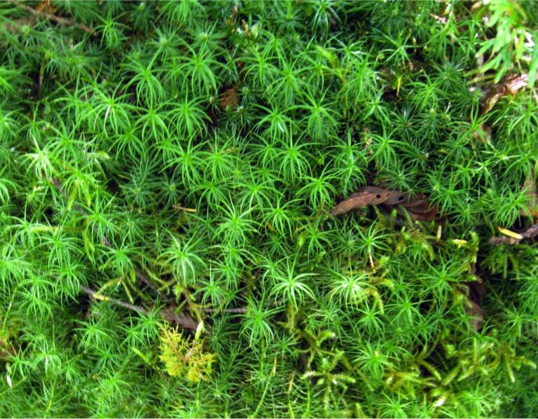 Hair Cap Mosses - Boreal Forest