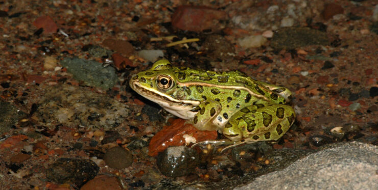 Northern Leopard Frog - Boreal Forest
