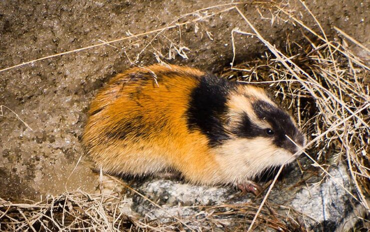 Norway Lemming - Lemmus Lemmus - Boreal Forest