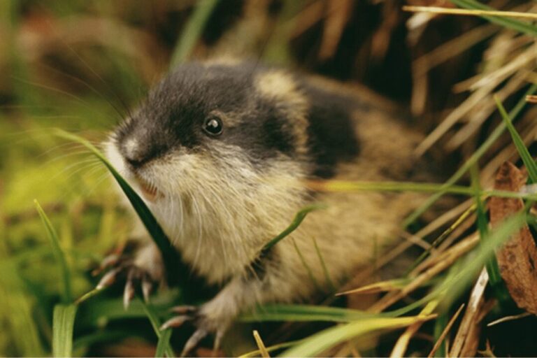 Norway Lemming - Lemmus Lemmus - Boreal Forest