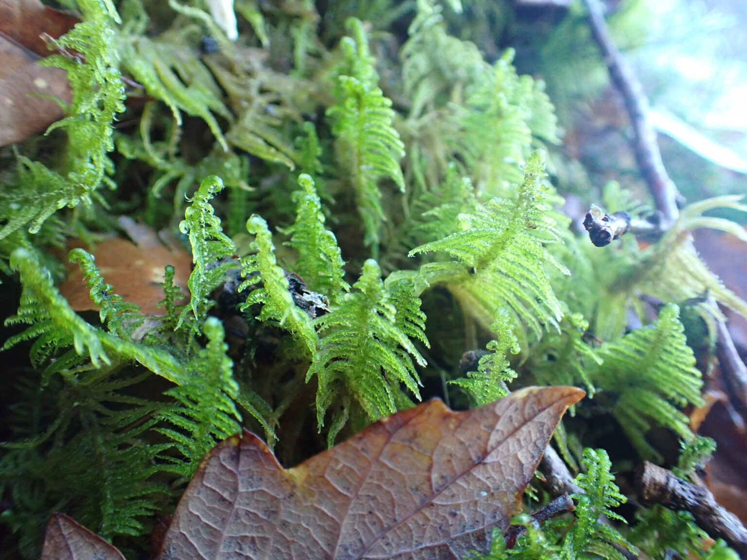 Plume Moss “Knight’s Plume” - Boreal Forest