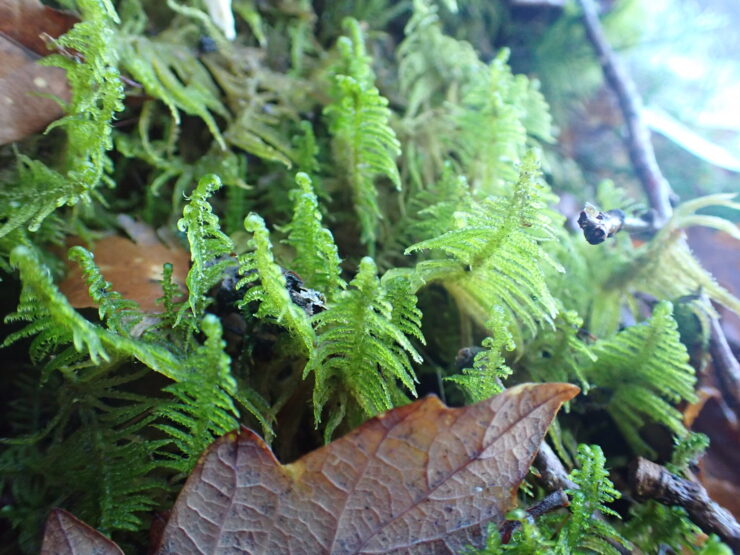 Plume Moss “Knight’s Plume” - Boreal Forest