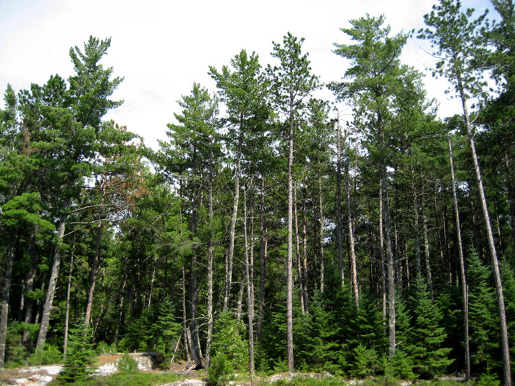 Red Pine - Pinus Resinosa - Boreal Forest