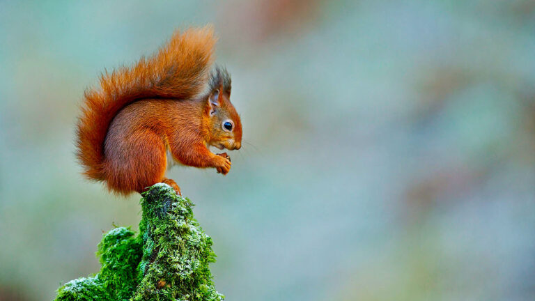 Red Squirrel - Tamiasciurus Hudsonicus - Boreal Forest