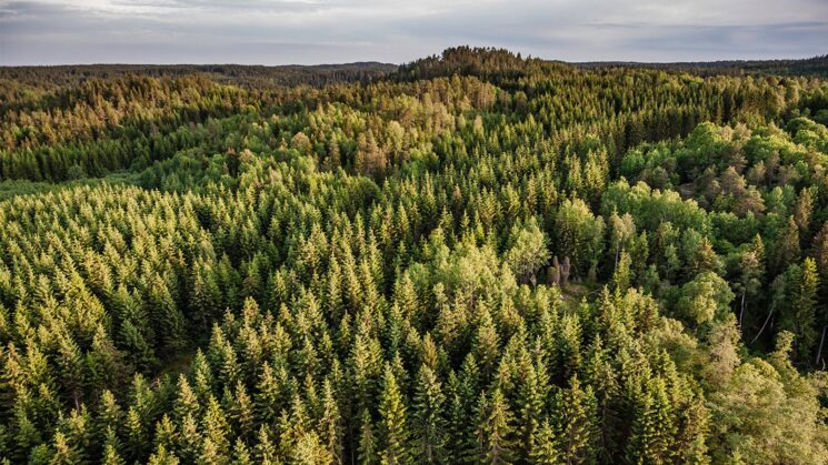 Sweden - Forests and Forestry - Boreal Forest
