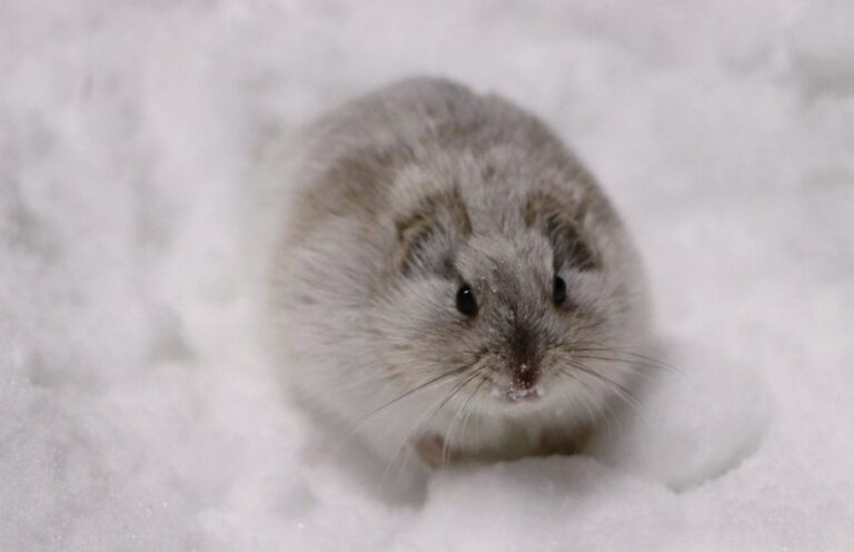 Arctic Lemming - Dicrostonyx Torquatus - Boreal Forest