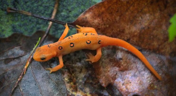 Eastern Newt - Notophthalmus Viridescens - Boreal Forest