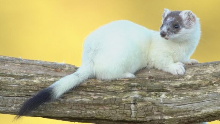 Ermine - Mustela Erminea - Boreal Forest