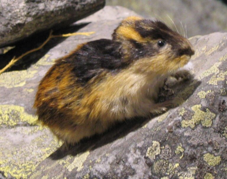 Arctic Lemming - Dicrostonyx Torquatus - Boreal Forest