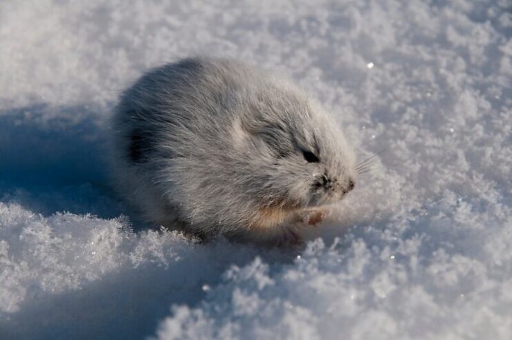 Arctic Lemming - Dicrostonyx Torquatus - Boreal Forest