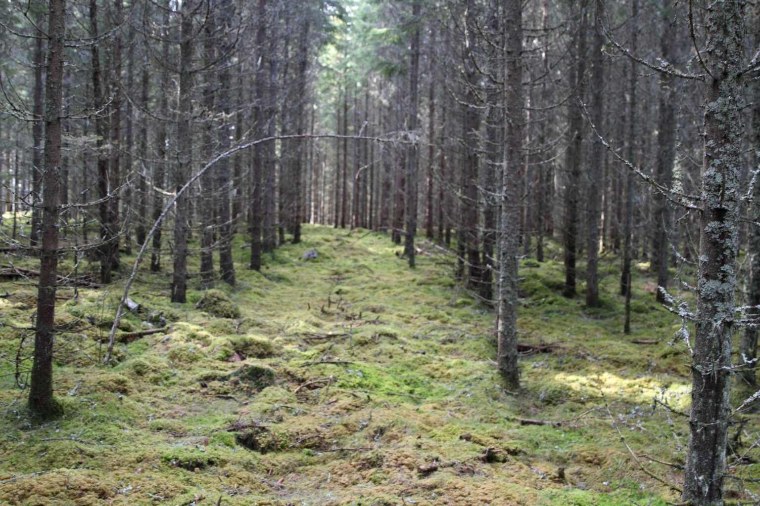 Sweden - Forests and Forestry - Boreal Forest