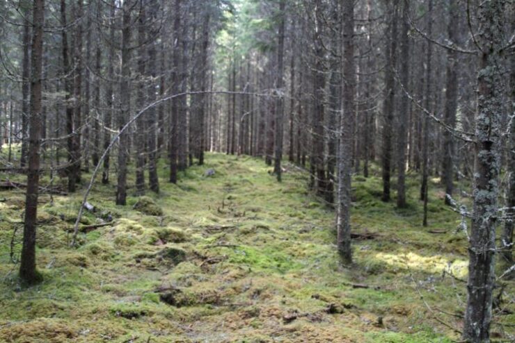 Sweden - Forests and Forestry - Boreal Forest