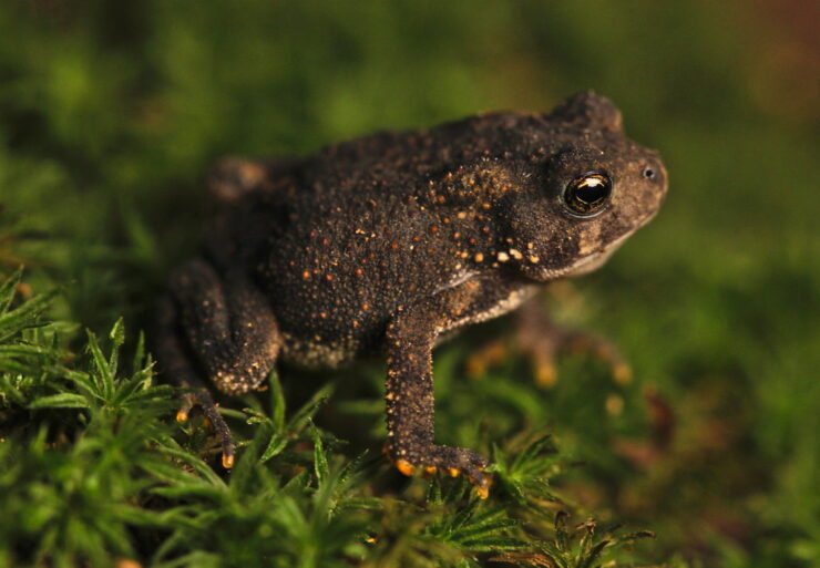 American Toad - Bufo Americanus - Boreal Forest