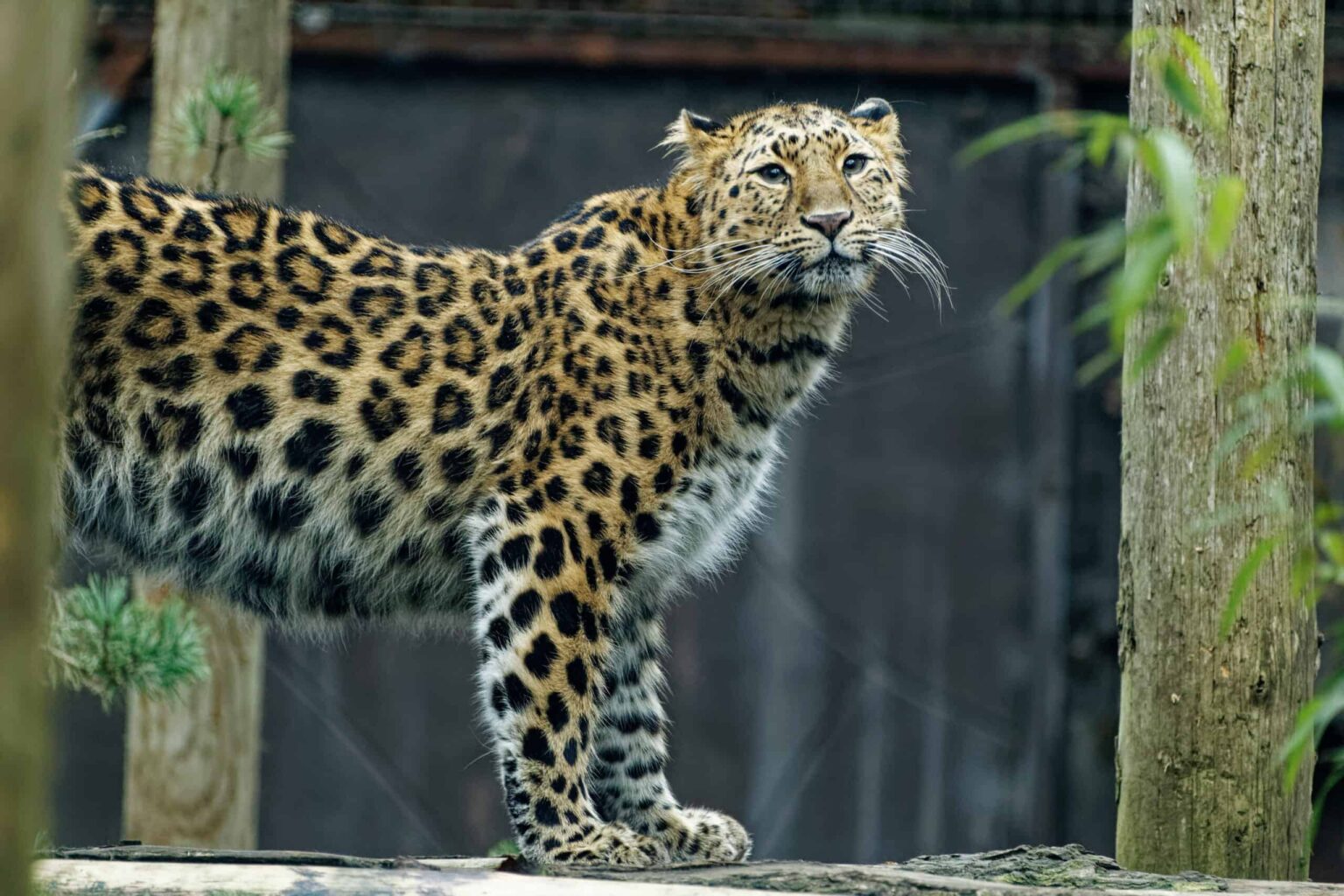 Amur Leopard - Panthera Pardus Orientalis - Boreal Forest