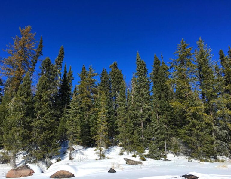 Black Spruce - Picea Mariana - Boreal Forest