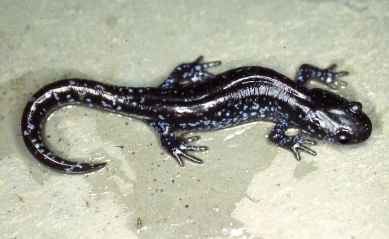 Blue-spotted Salamander - Boreal Forest