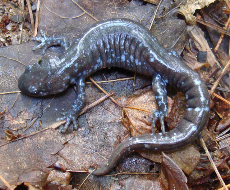 Blue-spotted Salamander - Boreal Forest