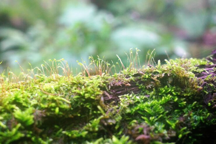 Brook Moss - Dicranum Scoparium - Boreal Forest