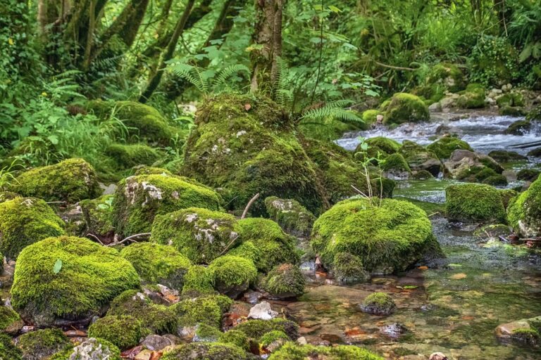 Brook Moss - Dicranum Scoparium - Boreal Forest