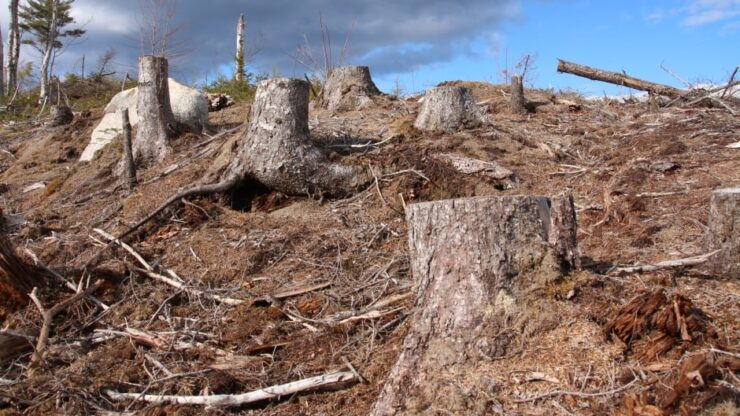 Understanding Silviculture - Tree Planting - Boreal Forest