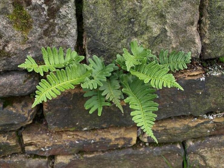 Common Polypody - Polypodium Vulgare - Boreal Forest