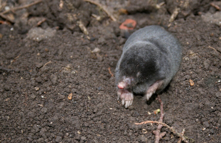 European Mole - Talpa Europaea - Boreal Forest