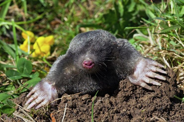 European Mole - Talpa Europaea - Boreal Forest
