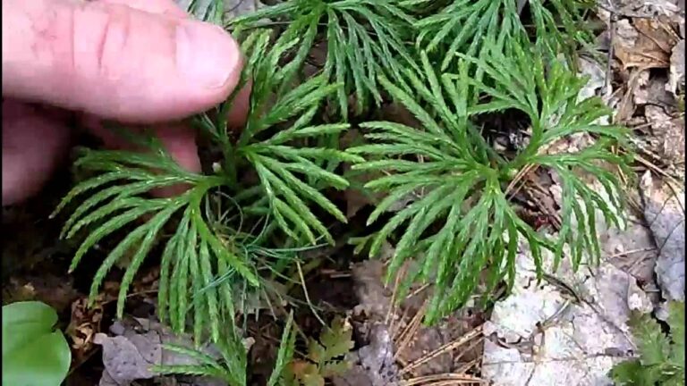Ground Cedar - Lycopodium Complanatum - Boreal Forest