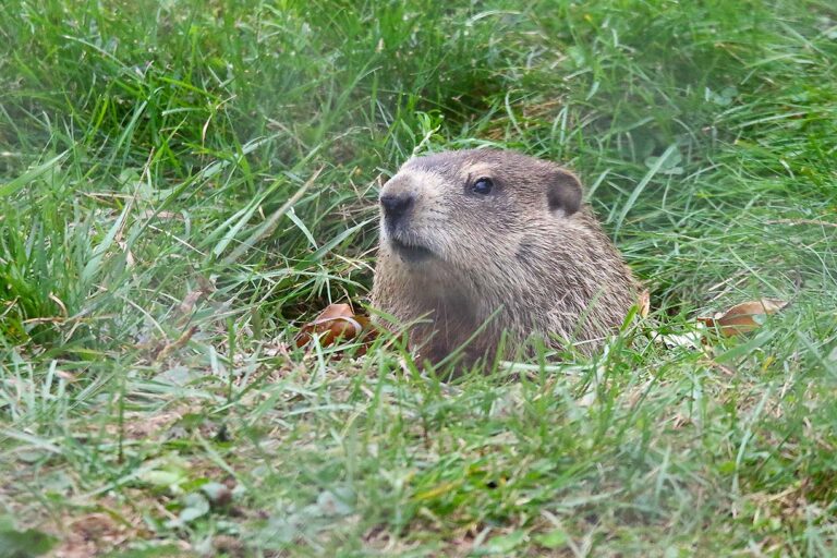 Groundhog "Woodchuck" - Marmota Monax - Boreal Forest