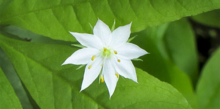 Northern Starflower - Trientalis Borealis - Boreal Forest